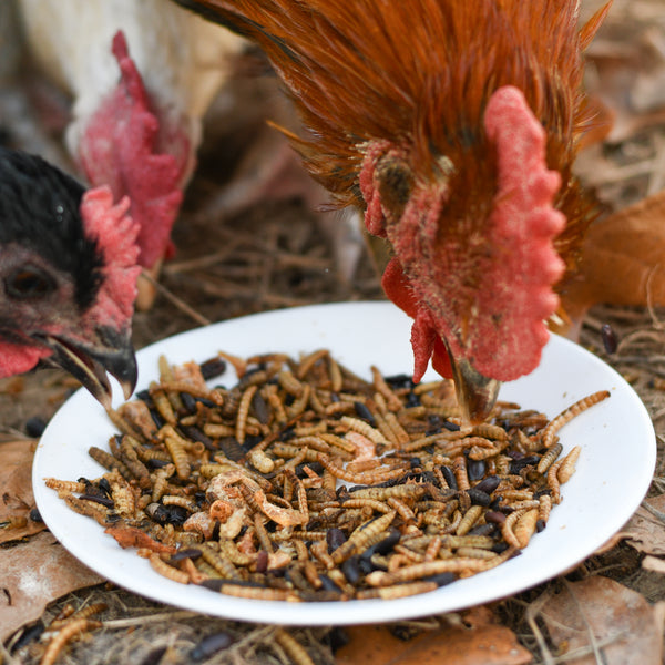 Bug Bonanza™ – Happy Hen Treats